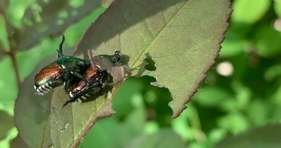 More Japanese Beetle Info - Creek Side Gardens