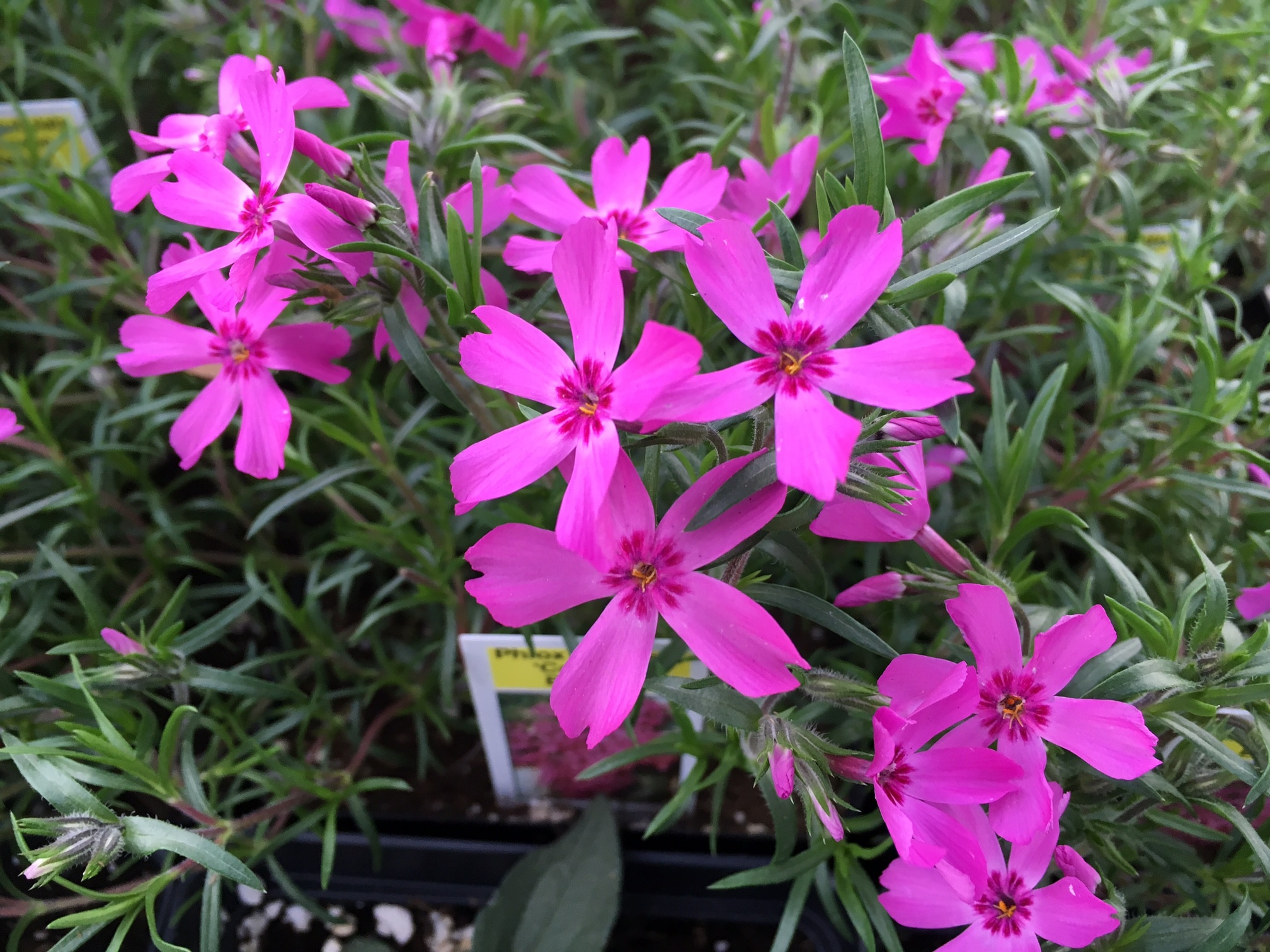 Creek Side Perennial Plants - Creek Side Gardens