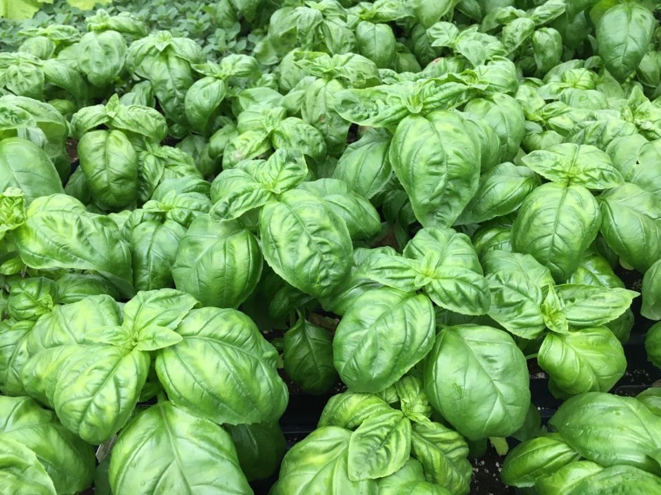 All About Basil - Creek Side Gardens