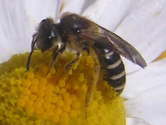 Common Bees found in Colorado Gardens - Creek Side Gardens