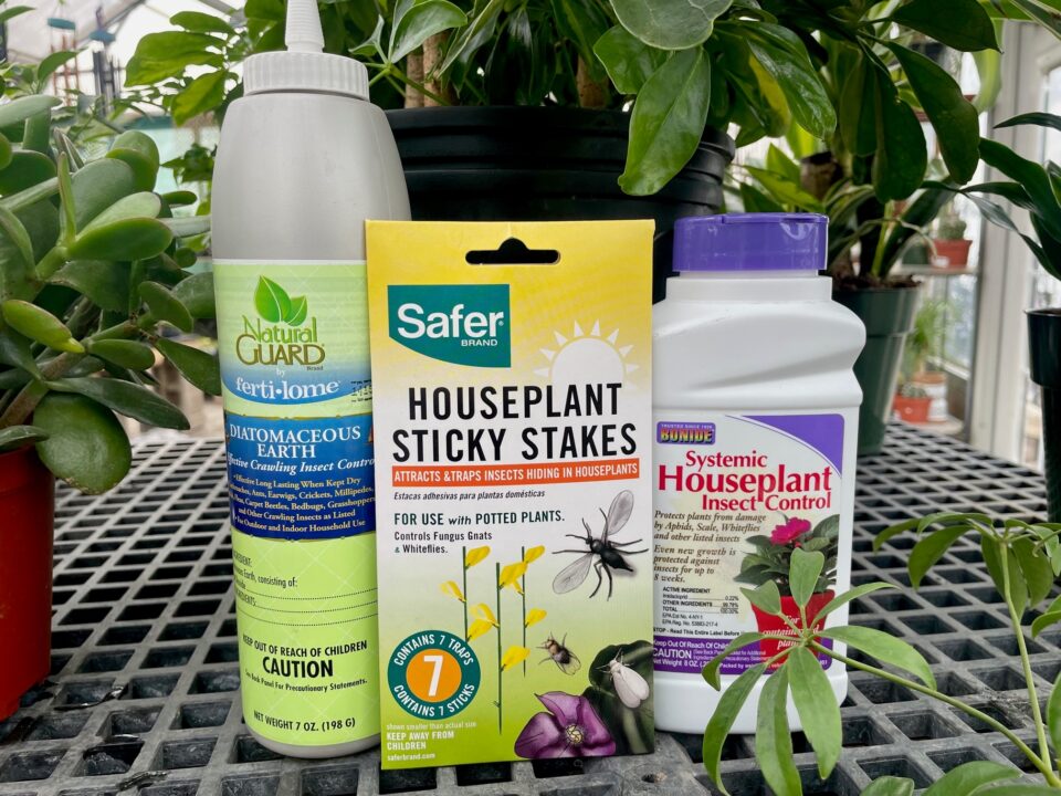 Prevent and Get Rid of Fungus Gnats - Creek Side Gardens