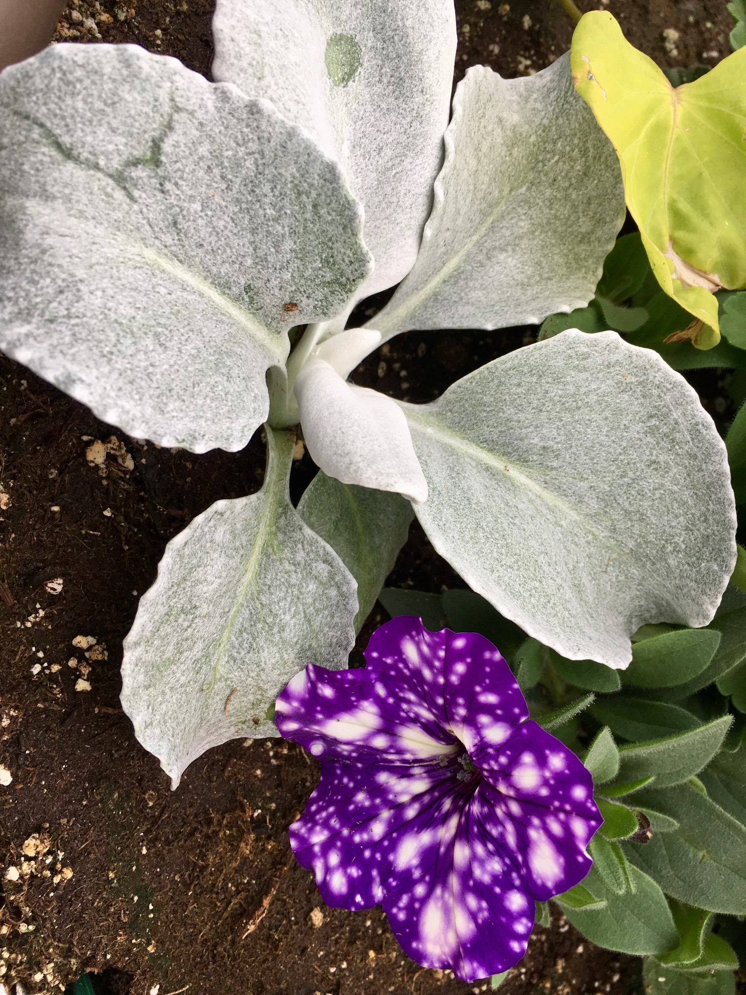 Fresh New Flowers - Creek Side Gardens