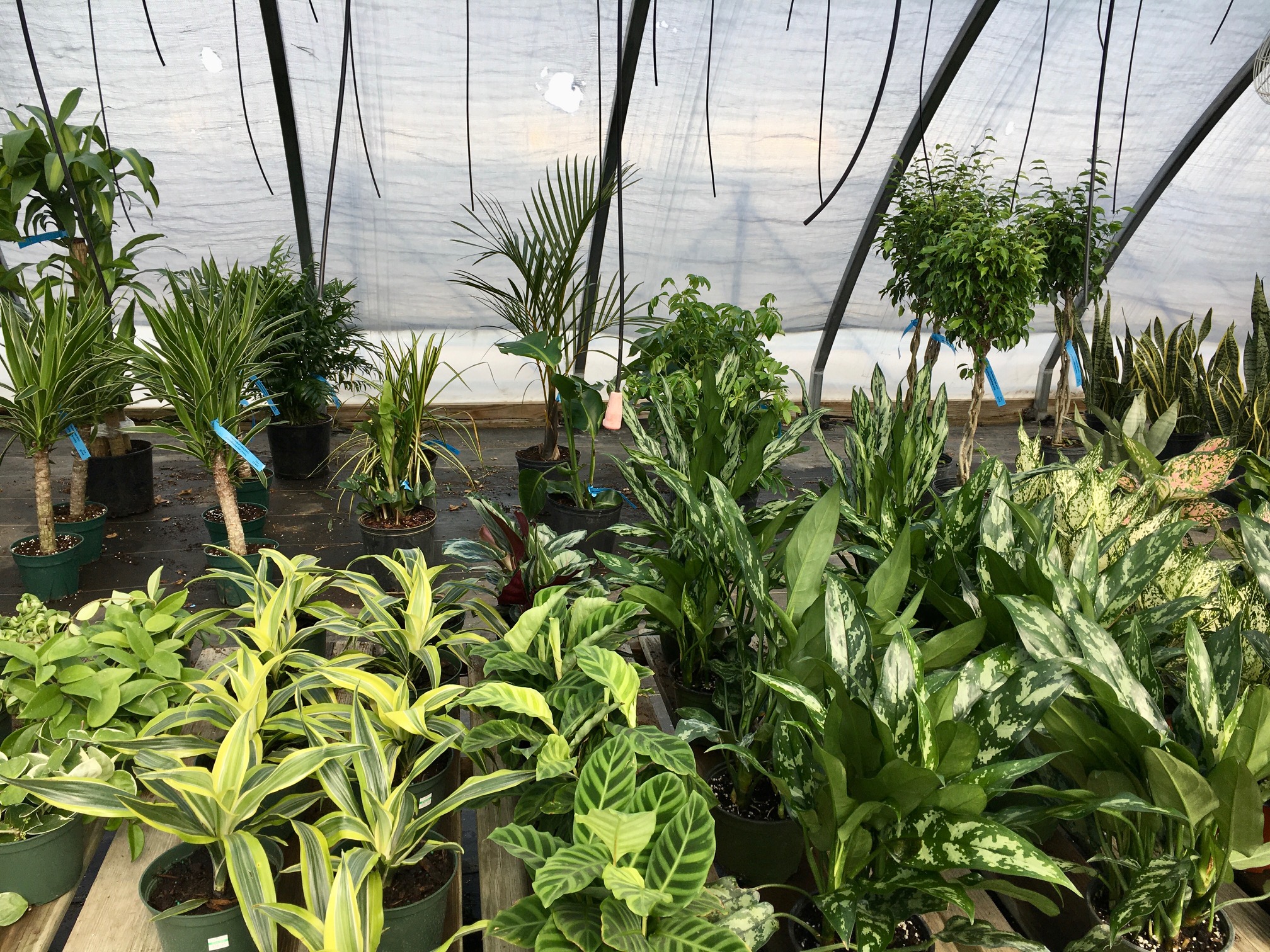 Gardening classes and workshops