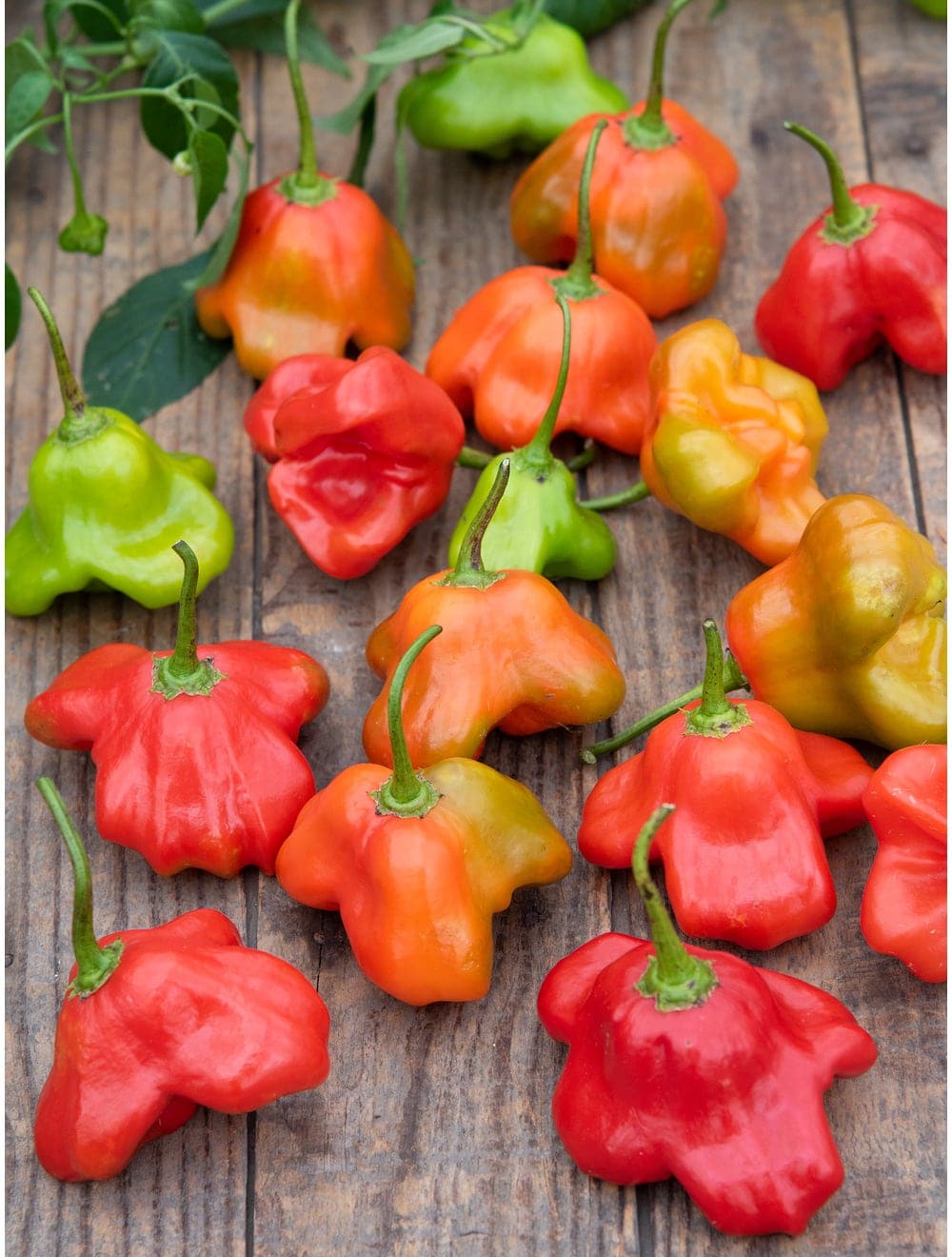 Creek Side Veggies 2022 - Creek Side Gardens