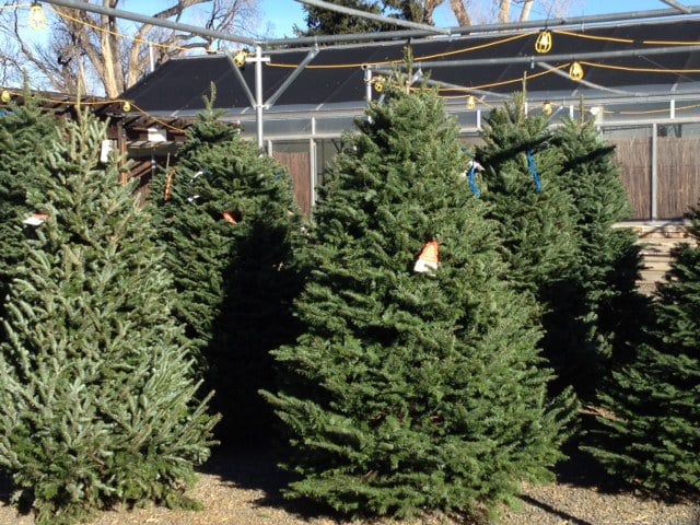 Fresh Christmas Tree & Greenery Care - Creek Side Gardens