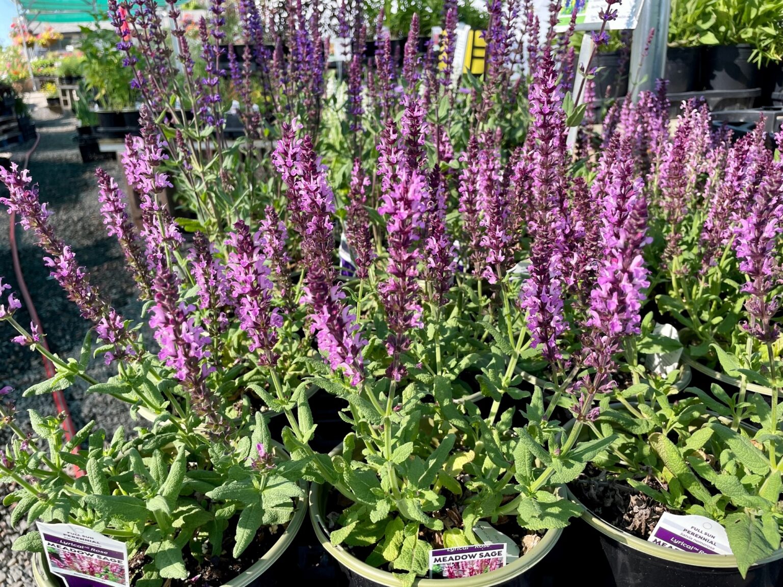 The Longest Flowering Perennials - Creek Side Gardens