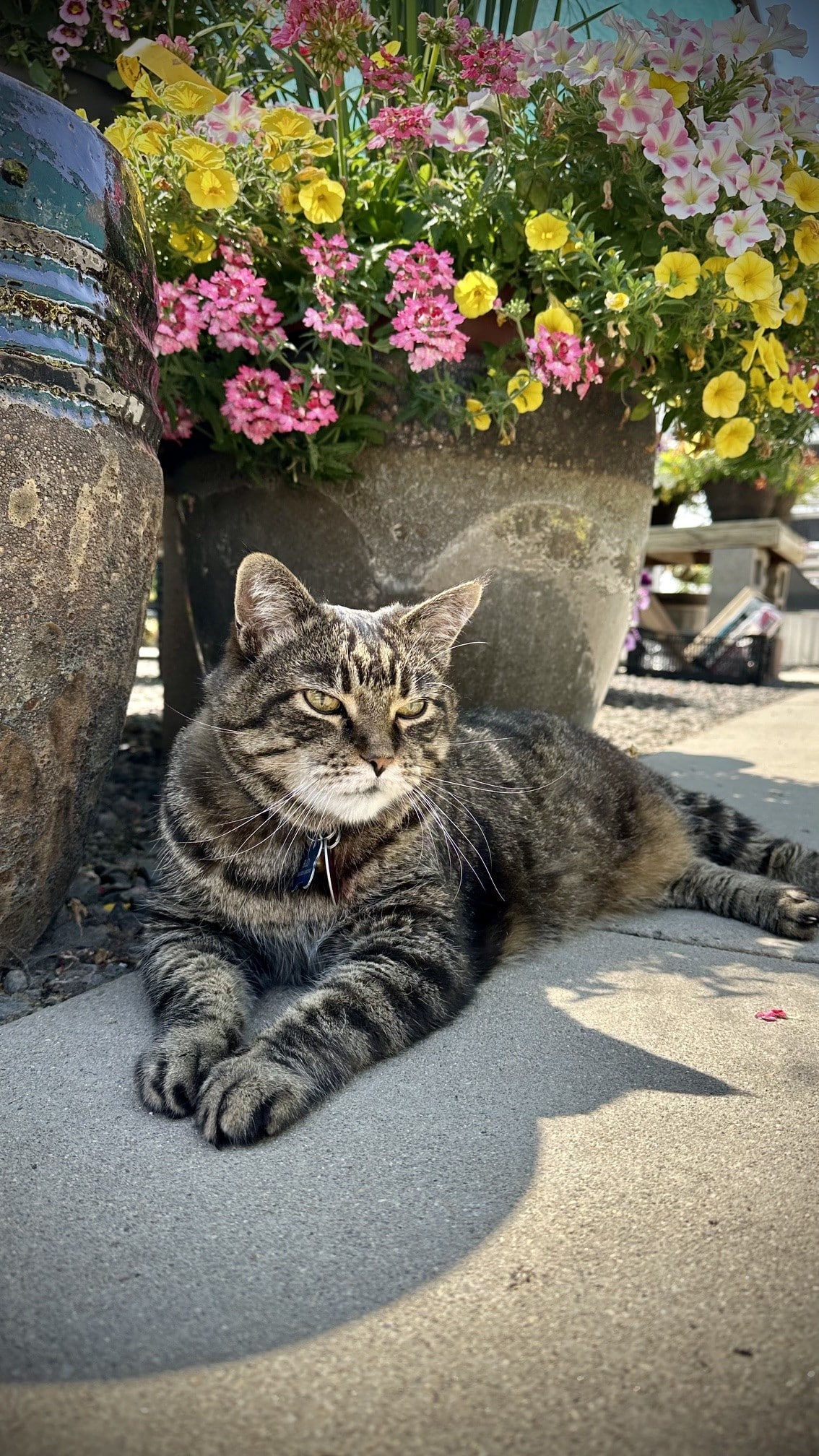 Bud Gardens - the Creek Side Cat - Creek Side Gardens